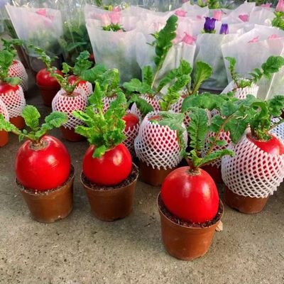 乔迁新居送礼好彩头懒人植物土养客厅阳台好运萝卜桌面植物高档