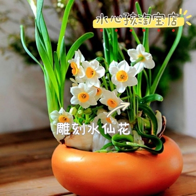 【现货】漳州水仙花已雕刻室内花卉特级8-9花苞复瓣单瓣桌面种球