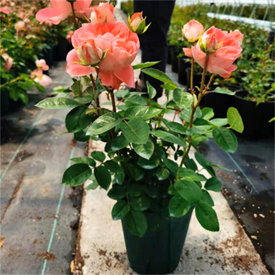 新品 诺娃阳台 月季盆栽绿植大花四季花卉扦插小苗