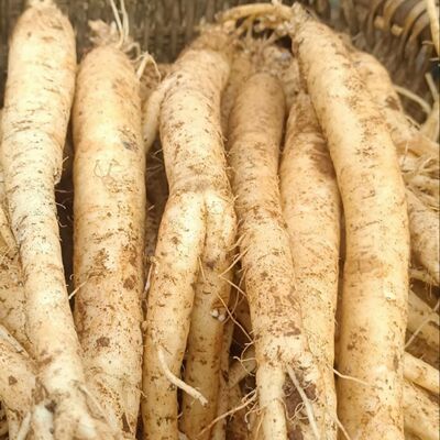 新鲜现挖 云南野生土党参 奶参 野党参南人参奶浆根新鲜现挖，