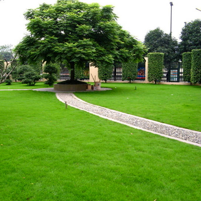 We sell various types of lawn seeds that are easy to grow