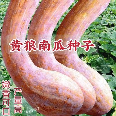 南狼南瓜种子金钩南瓜超甜香糯干面庭院阳台春夏蔬菜种仔