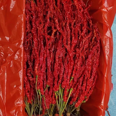 贵州特产皱皮辣椒种香辣特香长线椒鸡肠子鸡爪椒种仔髙产