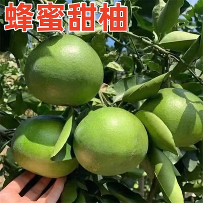 蜂蜜甜柚苗 嫁接柚子苗 黄肉柚子树当年结果南方北方种植盆栽地栽