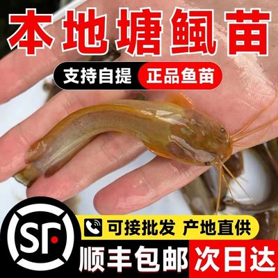 本地塘鲺鱼苗塘角鱼苗鲶鱼苗皇妃一号三黄塘鲺淡水养殖土塘虱鱼苗