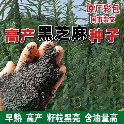 纯黑芝麻种子高产抗病榨油黑芝麻早熟黑芝麻新品种耐旱抗涝芝麻籽