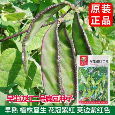 早生边红二号扁豆种子早熟结荚位低抗盐碱耐贫瘠边红二号梅豆种籽