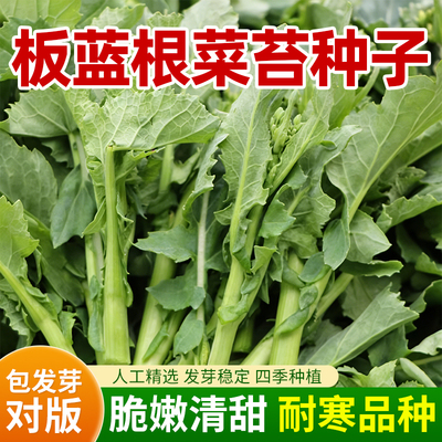 领沃板蓝根青菜种子菜苔菜籽