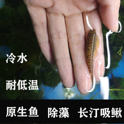 除藻冷水鱼原生吸鳅淡水清洁工