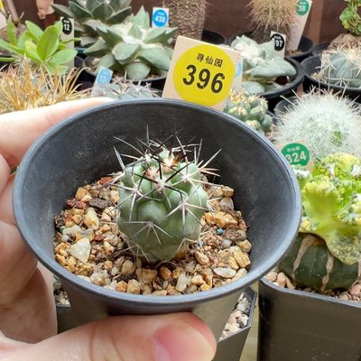 28实生狂刺龙爪球2.7cm