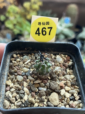 25实生碳刺升龙丸娇丽1.4cm
