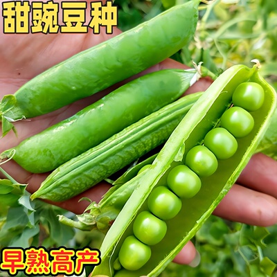 台湾奇珍76/78甜脆豌豆种