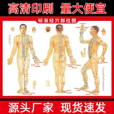 Large Human Acupoint Location Chart, High-Definition Moxibus