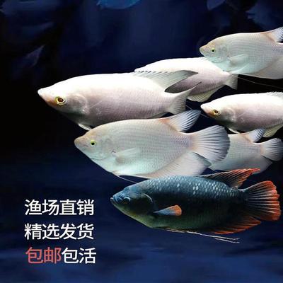 招财发财鱼热带观赏鱼包邮包活