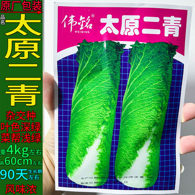 高杆青梗煮不烂大白菜种子杂交高