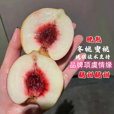 11月成熟嫁接云南大理冬桃树苗晚熟离核脆甜桃子苗桃苗南北方种植
