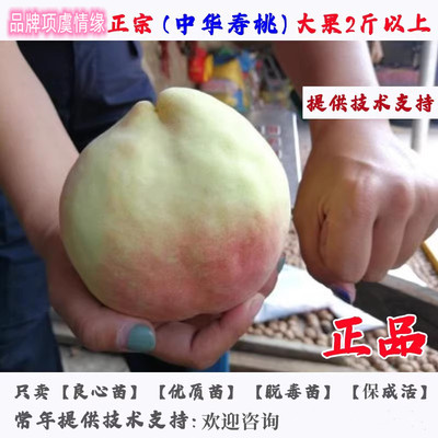 桃树果苗特大脆甜冬桃晚熟桃苗中华寿桃树苗嫁接桃子苗南北方种植