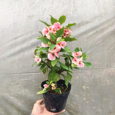 新品种大叶大花粉黛虎刺梅盆栽耐旱耐晒铁海棠喜阳粉水晶懒人花卉