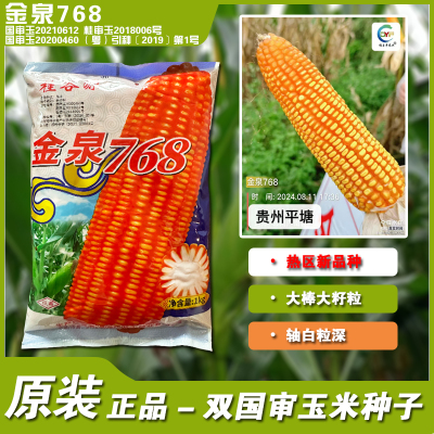 金泉768玉米种子籽粒宽大大棒