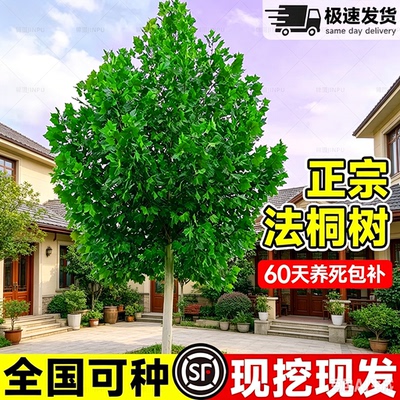 【热卖第一名】正宗法桐树