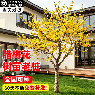 【平台推荐】腊梅花树苗老桩