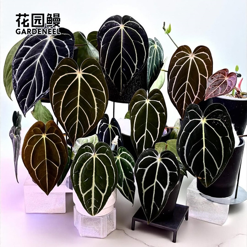花园鳗花烛红水晶火鹤后王三角洲杂交克莱恩领带室内热植观叶常绿