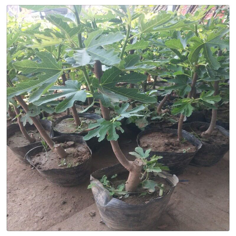 盆栽无花果苗带土发货四季盆栽当年结果特大波姬红矮化无花果苗树
