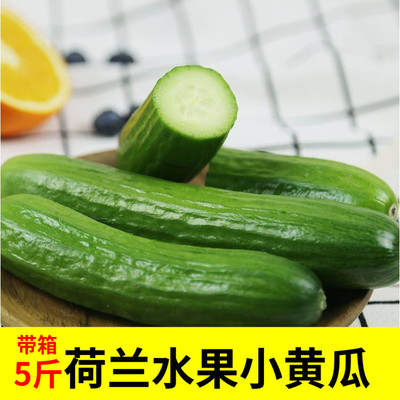 荷兰小黄瓜新鲜水果 生吃蔬菜沙拉非青瓜土旱海阳白玉10带箱5斤