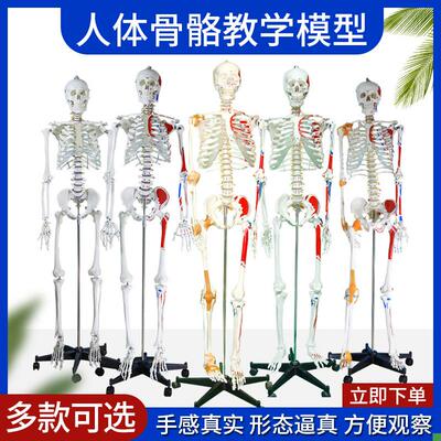 85CM人体骨骼模型170CvM骨架人体模型成人小骷髅教学模型脊椎全身