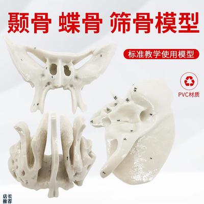 颞骨蝶骨筛骨听小骨p放大骨骼模型仿真人体散骨解剖1比1下颌骨