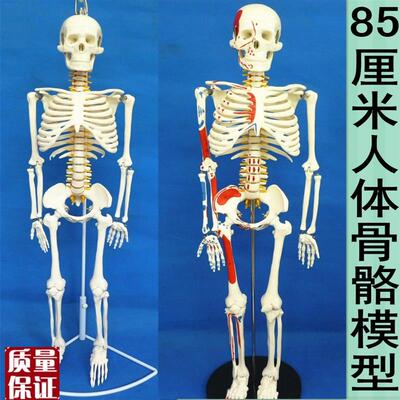 85公分骨骼模型45cqm人体骨骼模型180CM全身脊椎骨骼脊柱模型
