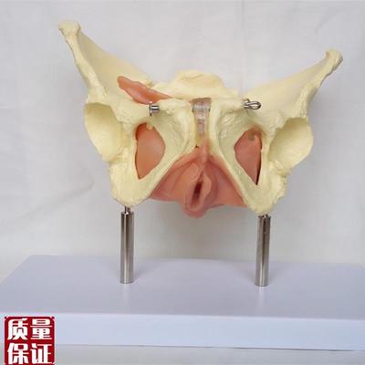 女盆腔盆内脏器l与筋膜模型盆骨子宫模型计生医用教学讲