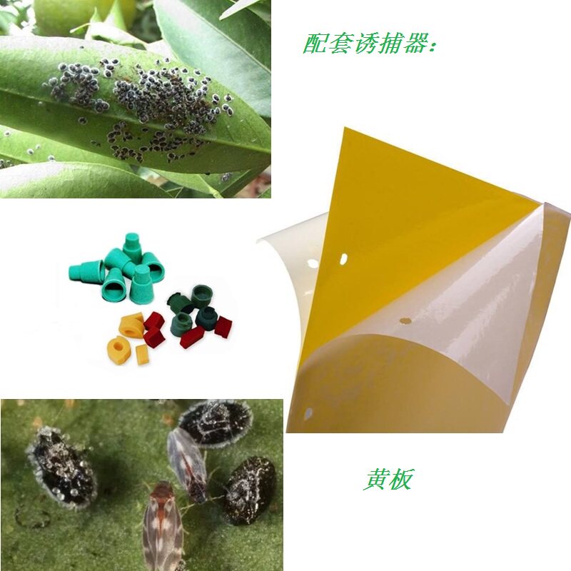 黑刺粉虱 诱芯 性诱剂 昆虫引诱剂 性诱芯 信息素