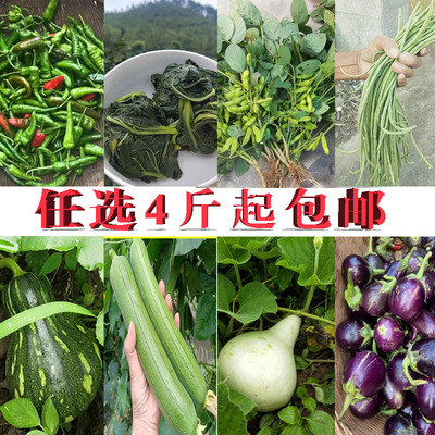 农家露天自种时令蔬菜经常换新