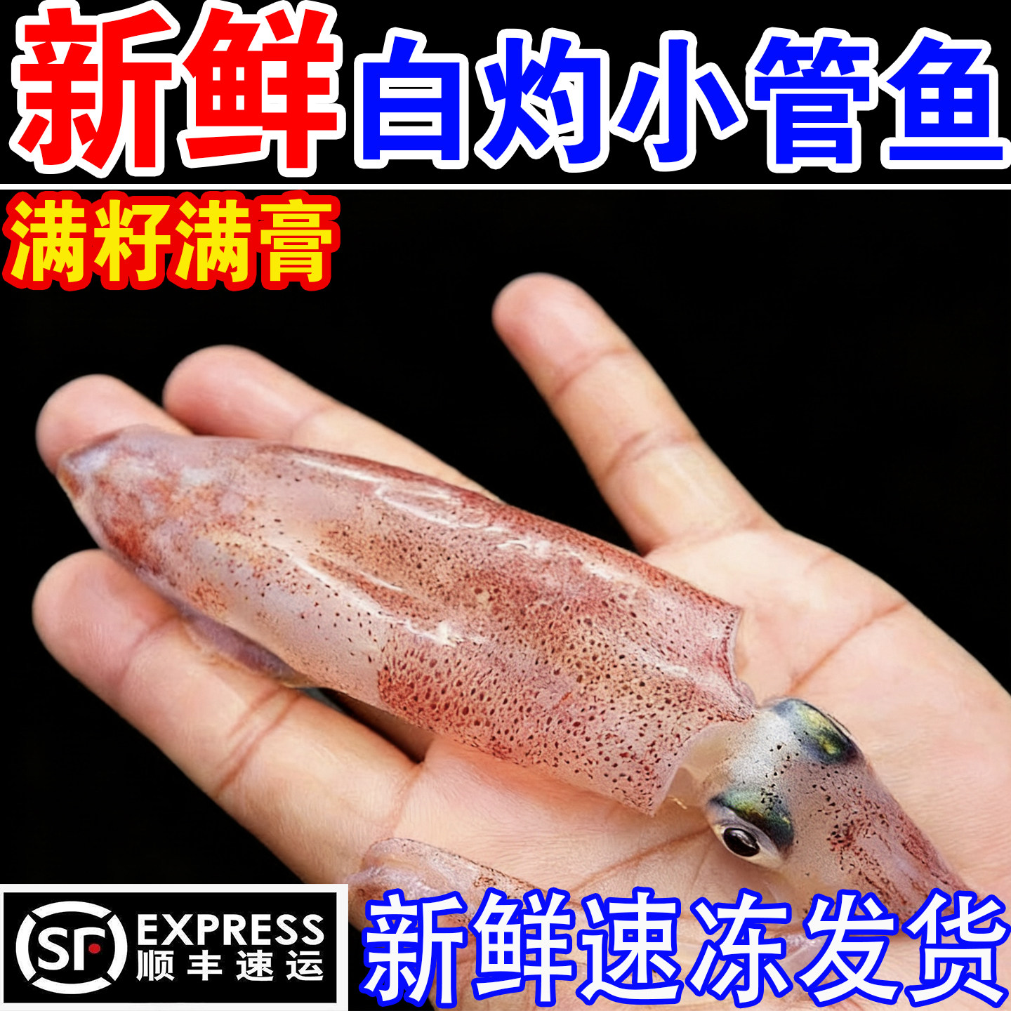 小管鱿鱼白灼新鲜鲜活冷冻笔管鱼海鲜全母大鱿鱼乌贼小鱿鱼水产