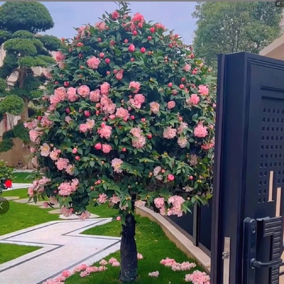 茶花直播间一物一拍 香妃红赤丹五色赤丹东方亮可娜克瑞墨原盆