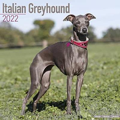 【预订】Italian Greyhound 2022 Wall Calendar 9781839411793