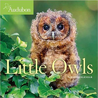 【预售】Audubon Little Owls Mini Wall Calendar 2020