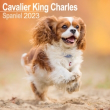 【预订】Cavalier King Charles Spaniel 2023 Wall Calendar 9781839416897
