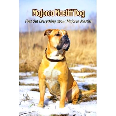 预订 Majorca Mastiff Dog: Find Out Everything about Majorca Mastiff: Majorca Mastiff Dog Information and Dog Breed Facts
