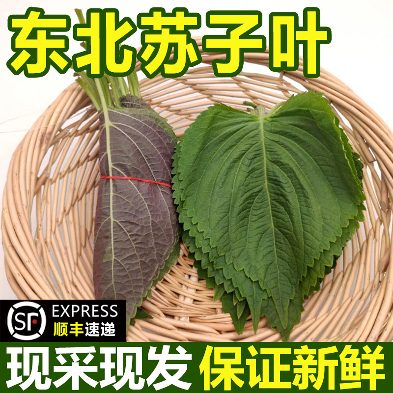 苏子叶新鲜紫苏叶韩国烤肉即食延边东北特产蘸酱蔬菜当季叶菜