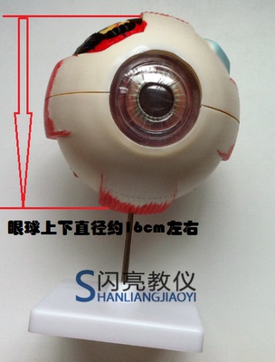 【教学仪器】33205  眼球解剖模型  6倍自然大  生物教学模型器材