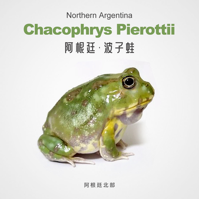 可爱萌宠易养精品波子蛙活体网红