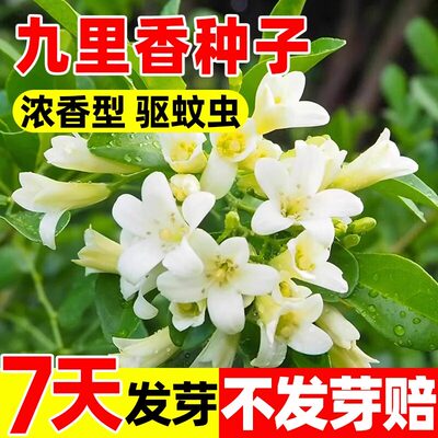 九里香种子盆栽花香浓郁