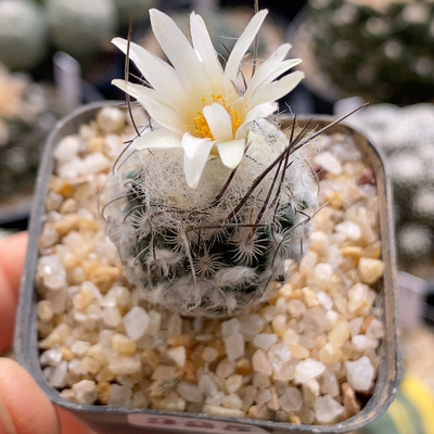 迪克森实生娇丽玉2.6cm325