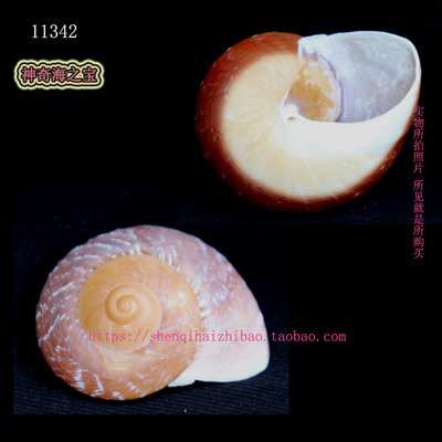 海螺贝壳（所见即所得）5.5CM 大山 蜗牛 标本 收藏11342