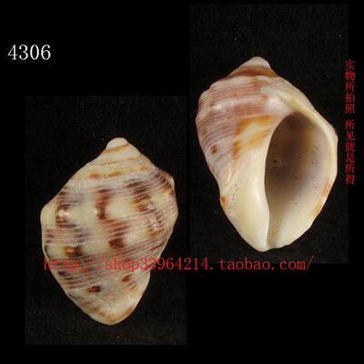 海螺贝壳（所见即所得）3CM 红荔枝岩螺  标本收藏 寄居蟹壳 4306
