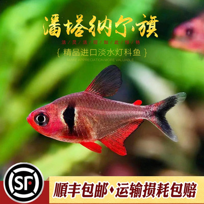 潘塔纳尔旗南美进口扯旗鱼