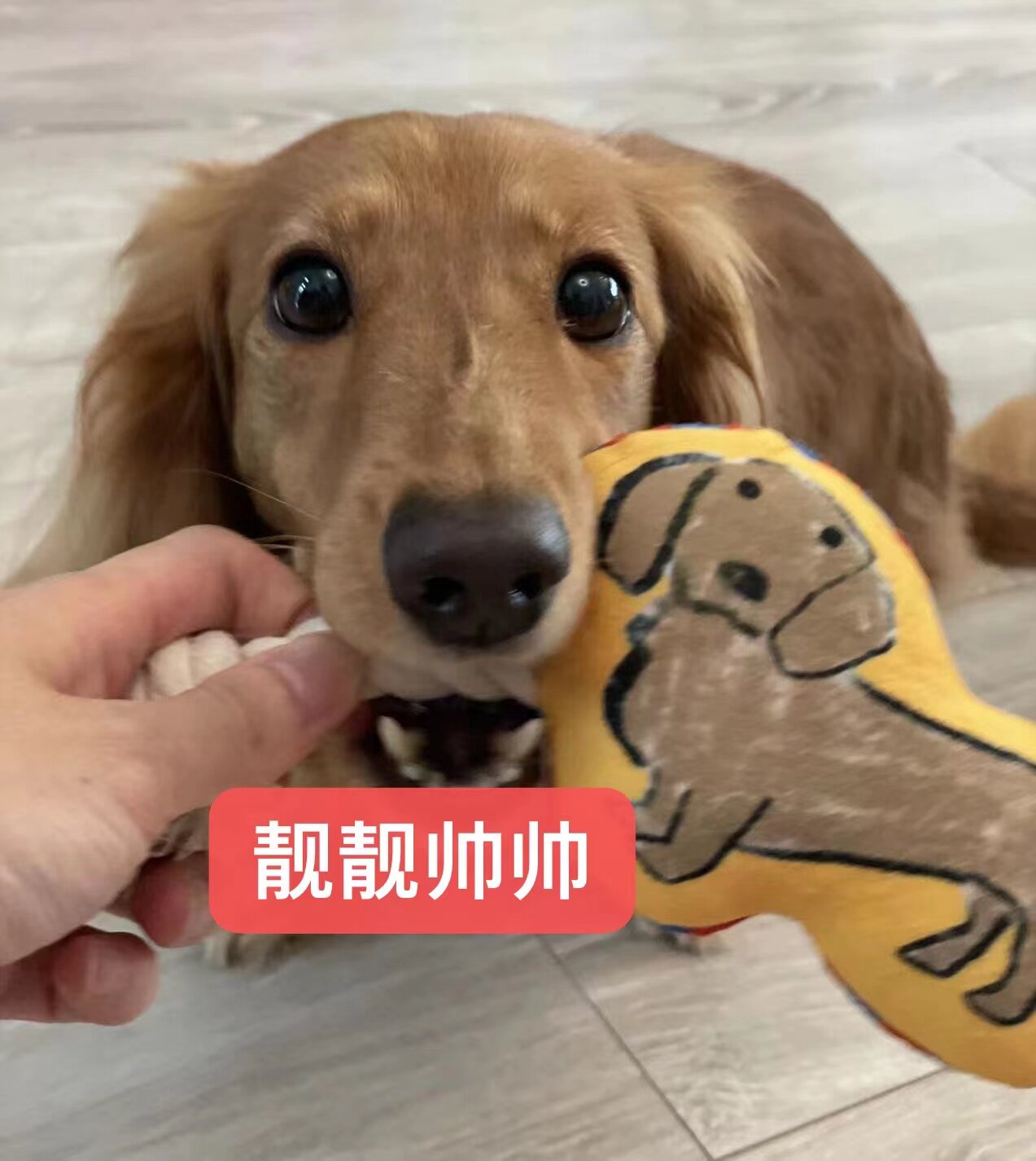 【DOG DEPT】宠物狗狗绳结玩具发声金毛柴犬雪纳瑞泰迪柯基巴哥犬