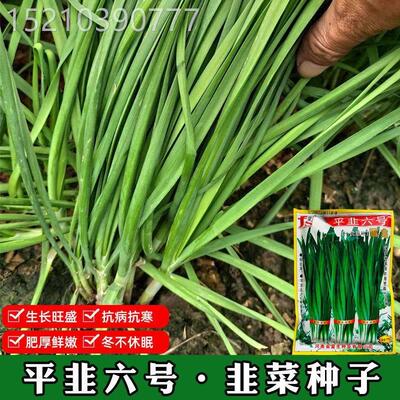 富生平韭六宽号韭菜种子病冬季不休眠UMO耐寒高产抗叶小叶香韭菜